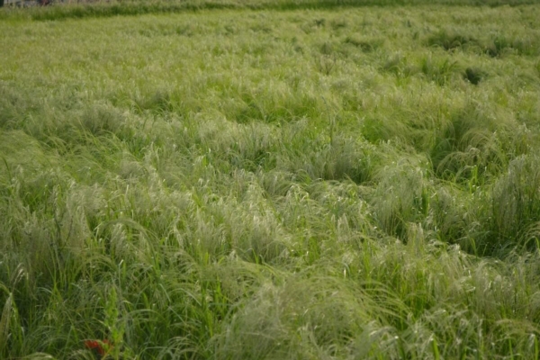 Come si coltiva il teff in Italia - Agronomia - AgroNotizie