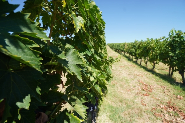 Ocm Vino, il Masaf ripartisce 275,2 milioni di euro tra le regioni - Economia e politica ...