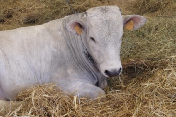 Abruzzo, aperto il bando da 4 milioni per il benessere animale ...