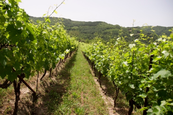 Biologico, si rafforza il sistema Italia - Economia e politica - AgroNotizie