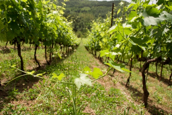 Vigneti, riconversione e ristrutturazione:modalità - Economia e politica - AgroNotizie