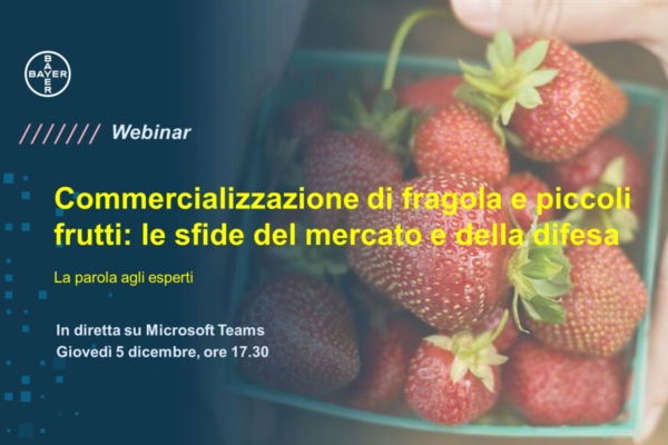 EVENTO ONLINE - Fragola e piccoli frutti: le sfide del mercato e della ...