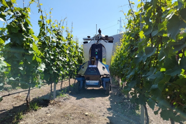 Weta Robot rivoluziona i trattamenti in vigneto con i raggi UV ...