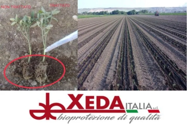 Il pre trapianto del pomodoro - Difesa e diserbo - AgroNotizie