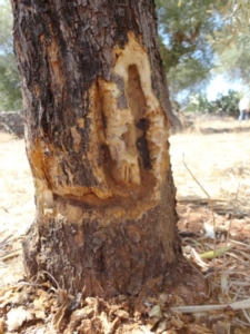 Xylella fastidiosa: possibile cura in arrivo? - Economia e politica ...