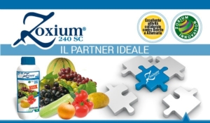 Zoxium 240 SC, lo specialista del grappolo - Difesa e diserbo - AgroNotizie