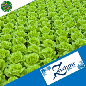 Zoxium 240 SC, estensione di impiego - Difesa e diserbo - AgroNotizie