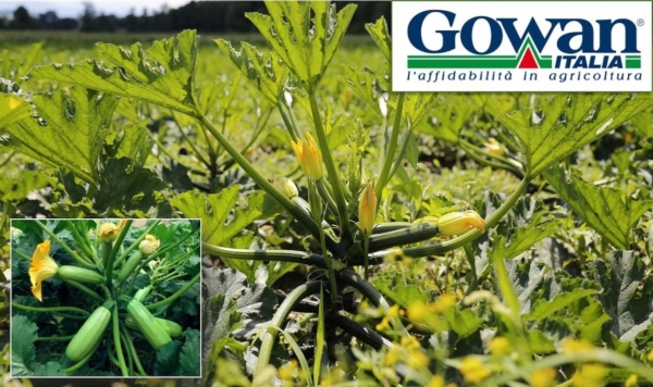 Cucurbitacee, cosa c'è da sapere sulla difesa - Difesa e diserbo ...