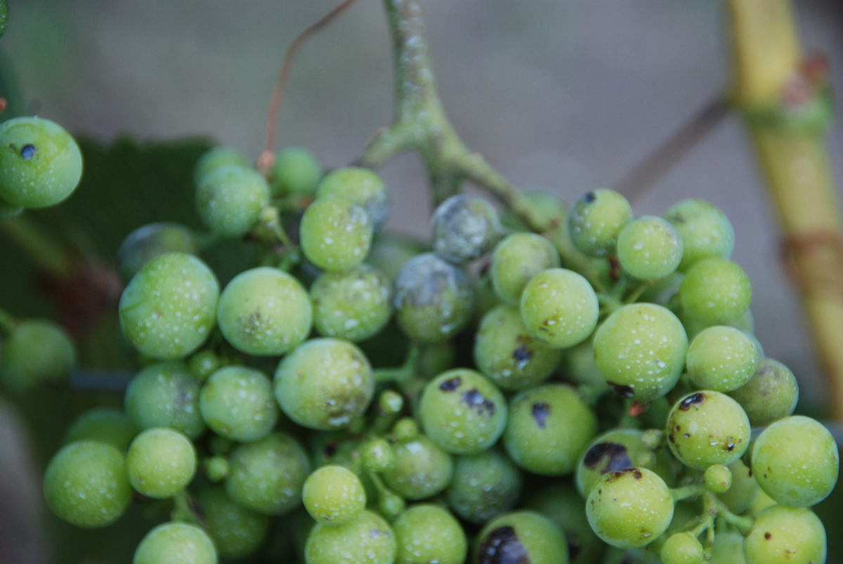 Oidio e vite, i prodotti di biocontrollo - Difesa e diserbo - AgroNotizie