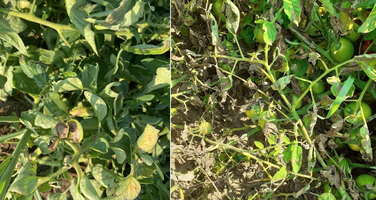 Alternaria e peronospora del pomodoro: la difesa - Difesa e diserbo ...