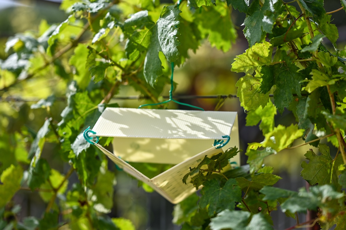 Vigneto: trappole a feromoni contro i fitofagi - Difesa e diserbo ...