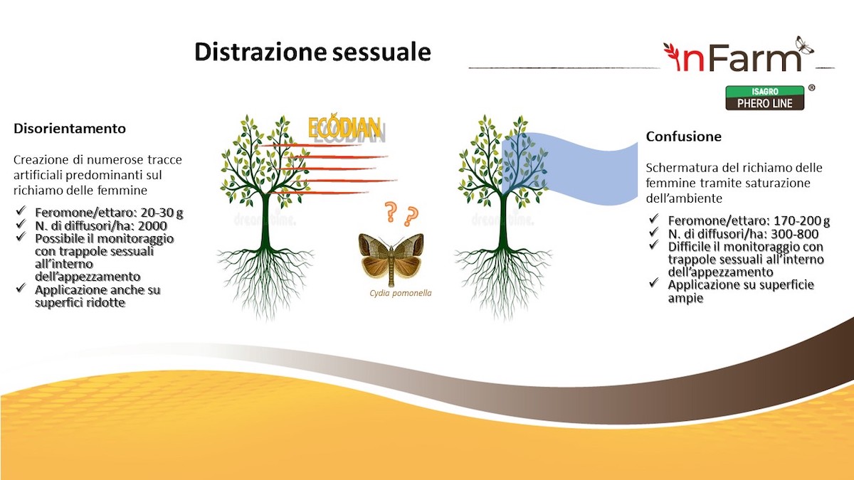 Insetti parassiti, le nuove sfide della difesa - Difesa e diserbo ...