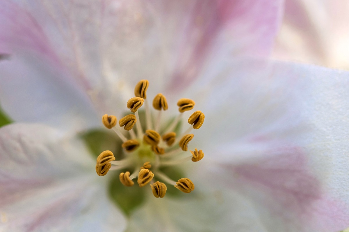 Come ottimizzare l'azione dei diradanti sul melo - Fertilizzazione ...