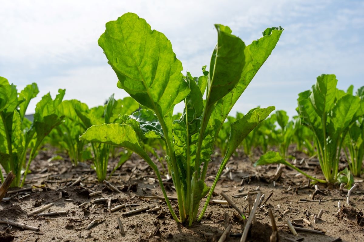Bietola da zucchero: nuove varietà resistenti - News Plantgest