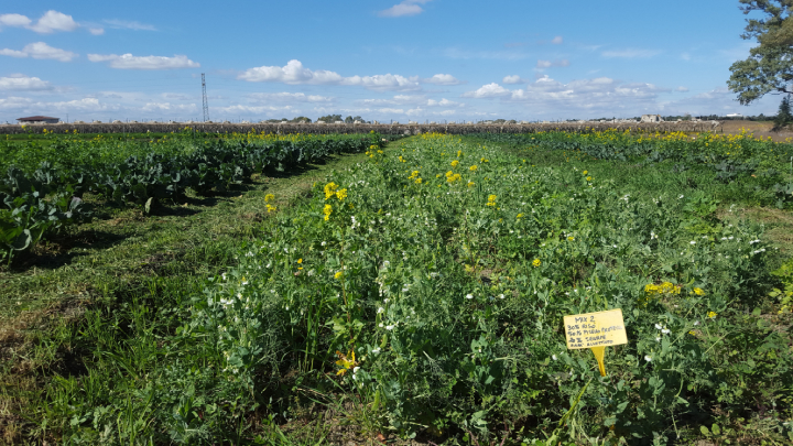 Cover crop, ecco cosa sono e a cosa servono - Agronomia - AgroNotizie