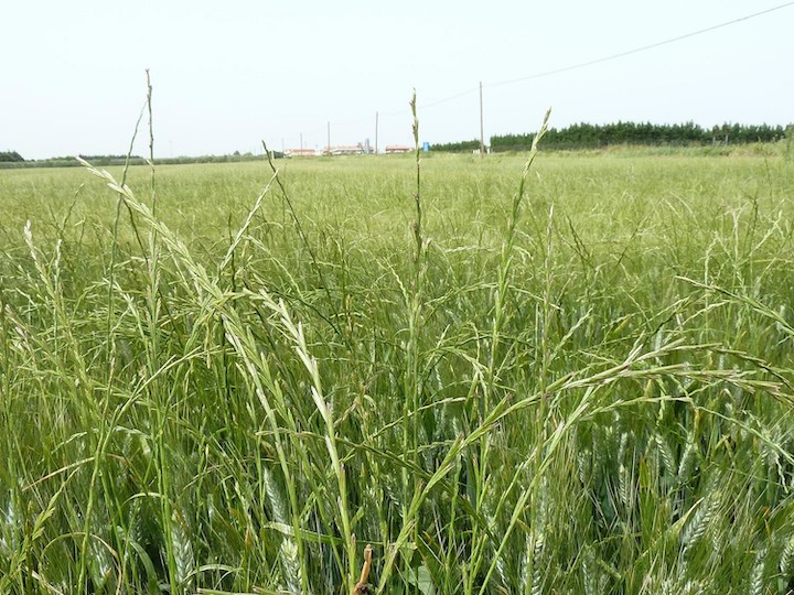 Come gestire la resistenza agli erbicidi - Difesa e diserbo - AgroNotizie