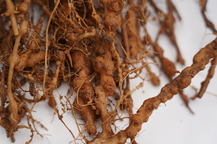 Pomodoro da mensa, nematodi ko con la difesa Bayer - Difesa e diserbo ...