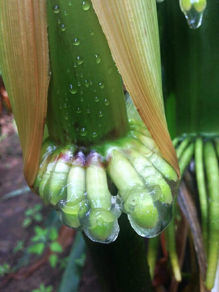 Ecco il mais che non ha bisogno di concime - Fertilizzazione - AgroNotizie