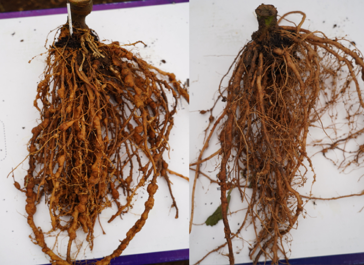 Pomodoro da mensa, nematodi ko con la difesa Bayer - Difesa e diserbo ...