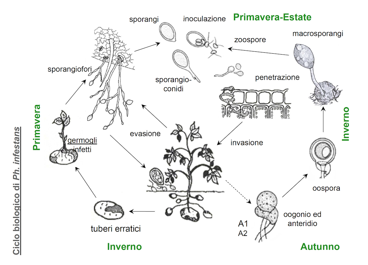 Come difendere il pomodoro dalla peronospora - News Fitogest