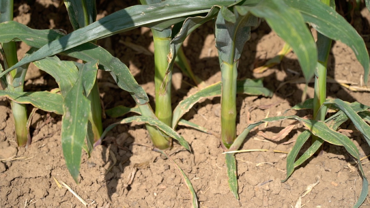 Mais a taglia bassa: Preceon - Smart Corn System - Agronomia - AgroNotizie