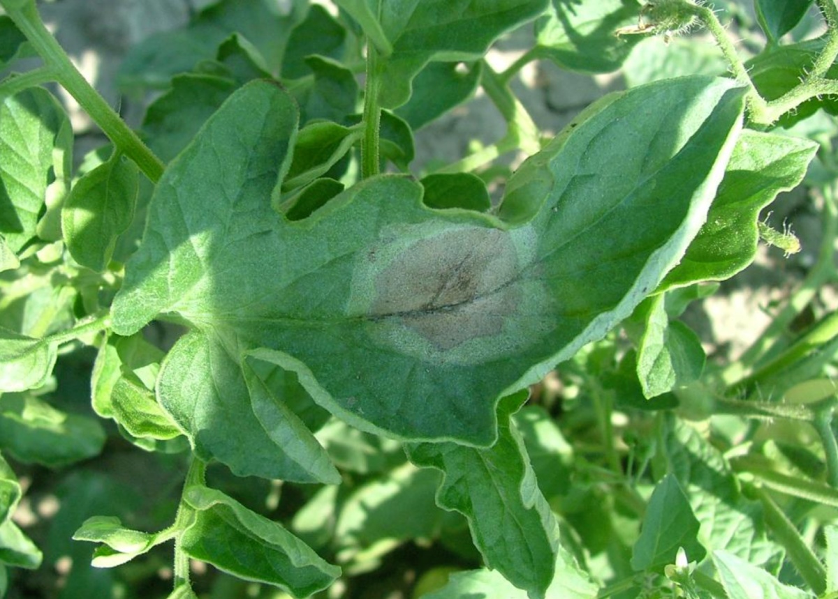 Peronospora, come difendere il pomodoro - Difesa e diserbo - AgroNotizie