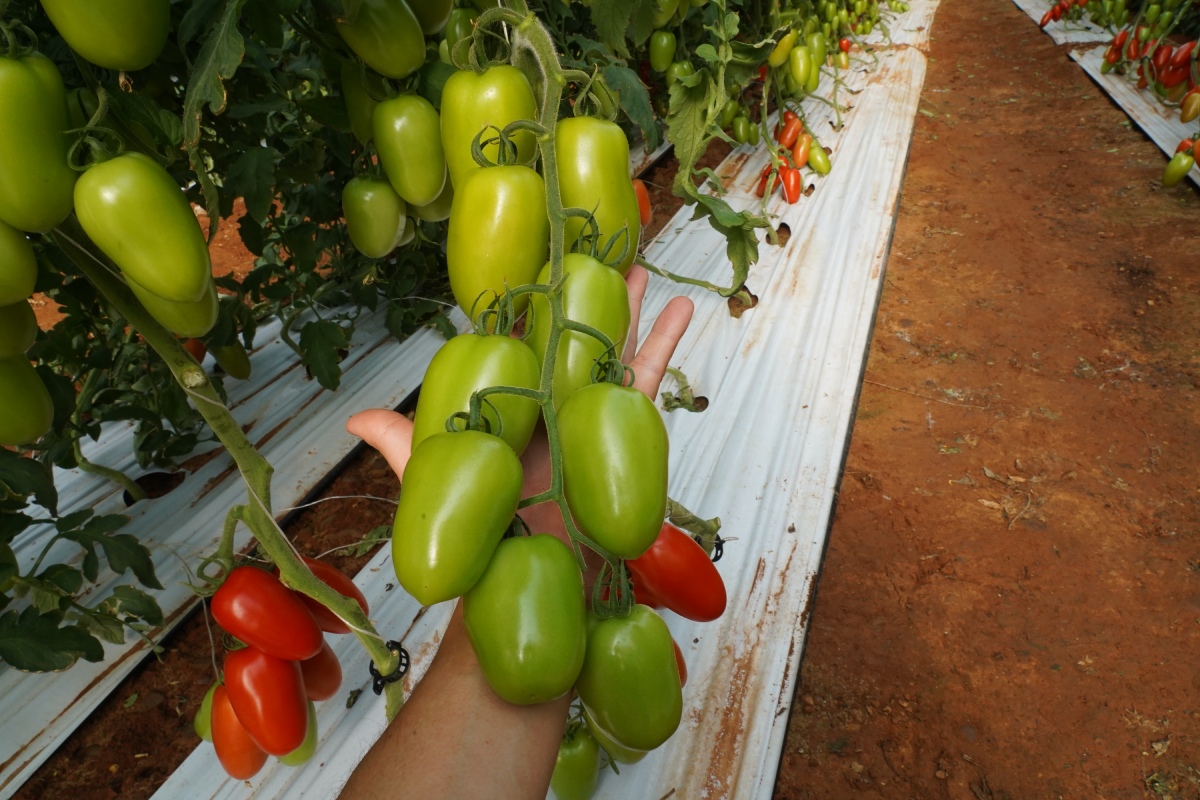 Difesa del pomodoro, ecco Flipper® di Bayer - Difesa e diserbo ...