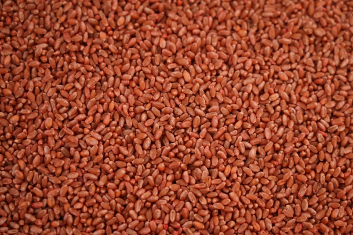 Grano, la difesa dalla Fusariosi della spiga - Difesa e diserbo ...