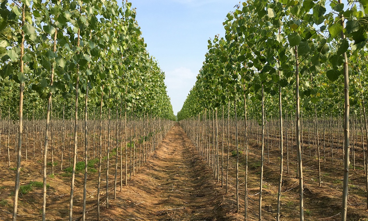 Pioppo, dieci consigli per iniziare a coltivarlo - Agronomia - AgroNotizie