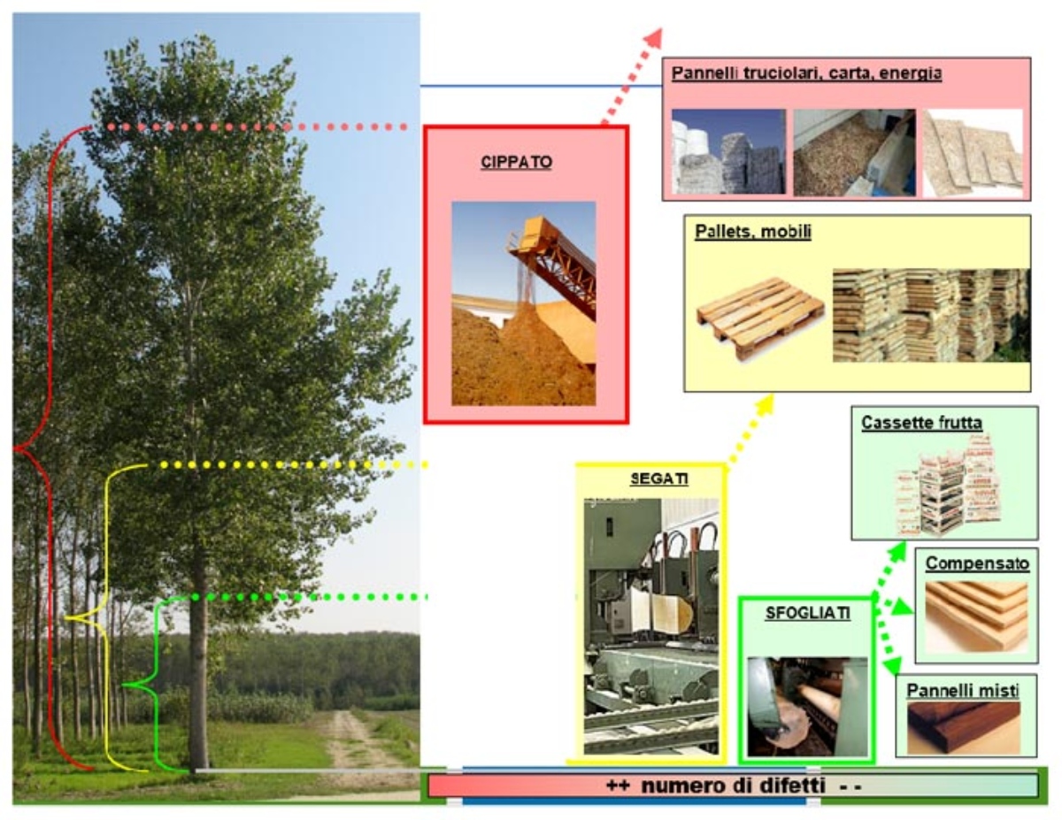 Pioppo, dieci consigli per iniziare a coltivarlo - Agronomia - AgroNotizie