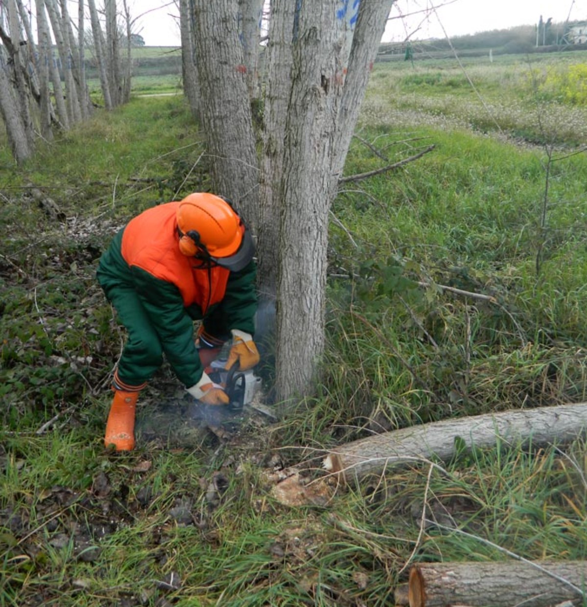 Pioppo, dieci consigli per iniziare a coltivarlo - Agronomia - AgroNotizie