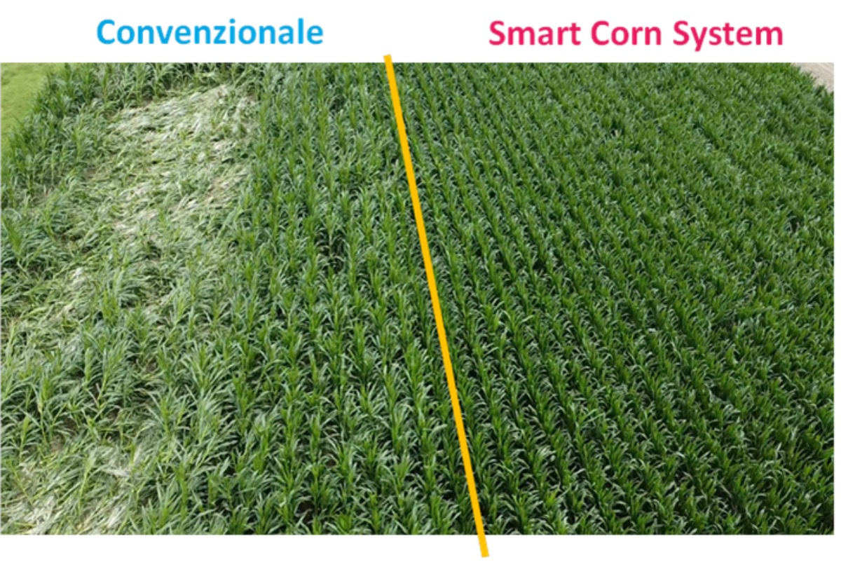 Preceon: mais più basso, ma più produttivo - Agronomia - AgroNotizie
