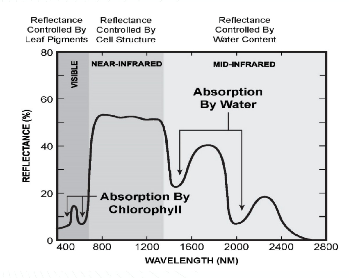 Luce, quando la tecnologia entra in serra - Agronomia - AgroNotizie