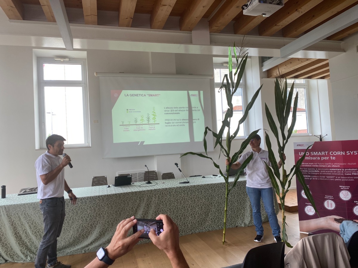 Preceon: mais più basso, ma più produttivo - Agronomia - AgroNotizie