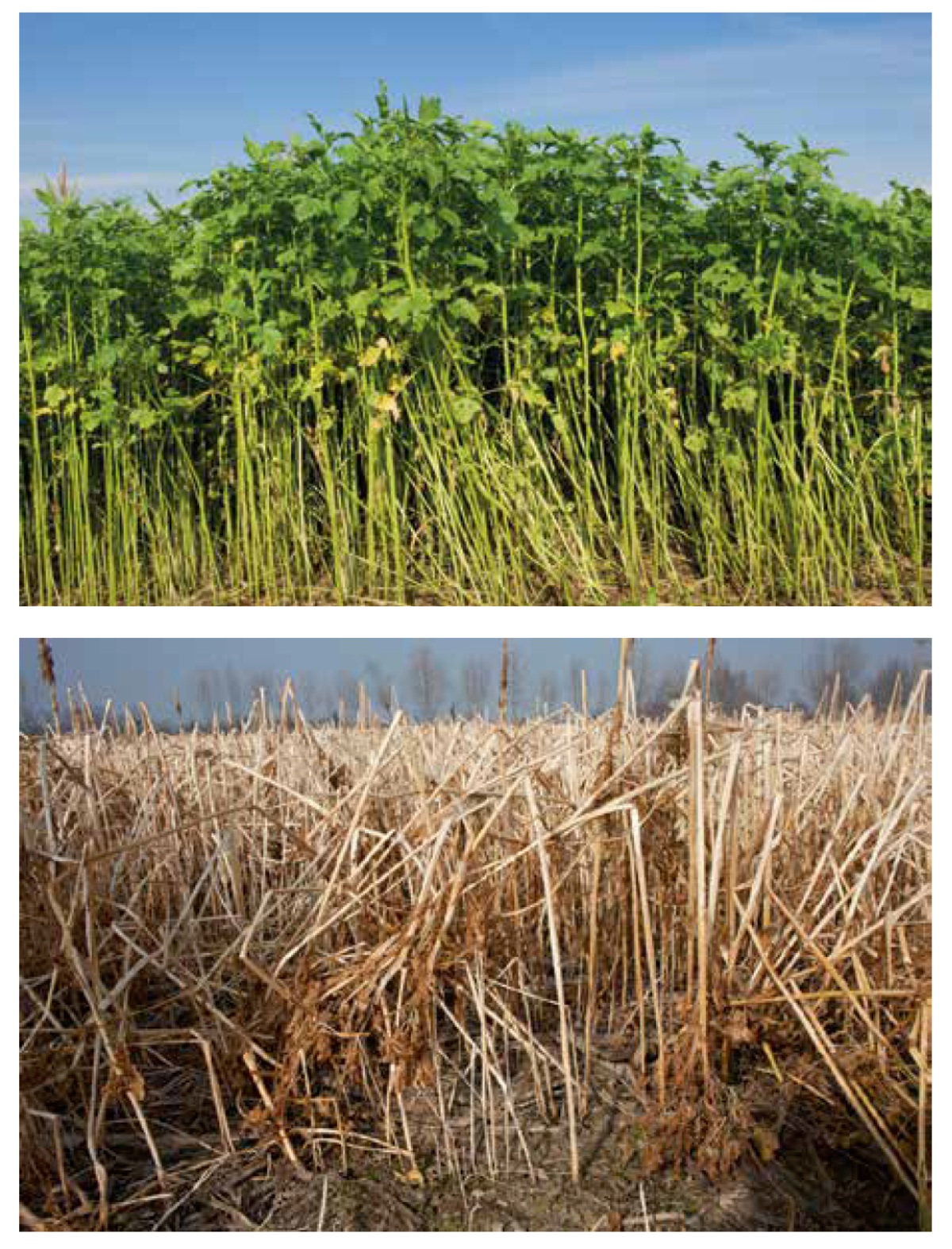 Maiscoltura: come gestire le cover crop - Agronomia - AgroNotizie