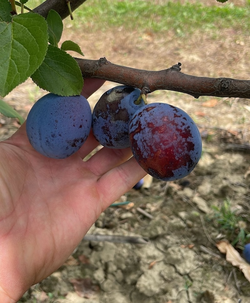 Susini europei: varietà precoci e tardive - News Plantgest